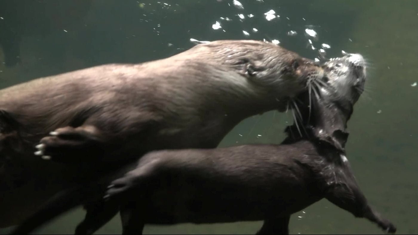 Adorable Video Shows How Mama Otter Teaches Her Pup to Swim in Dramatic ...